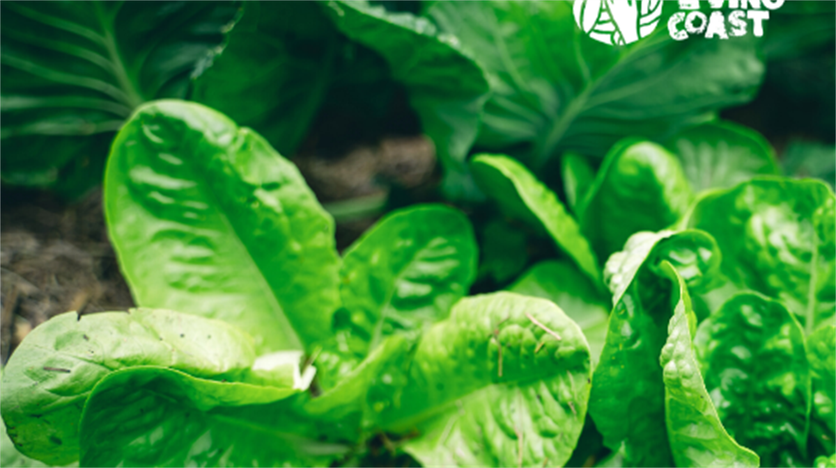 Spring planting guide – downloadable resource Website title